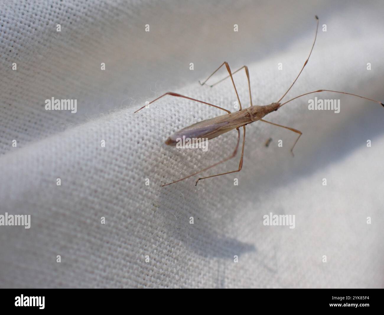 Stilt Bugs (Berytidae Stock Photo - Alamy