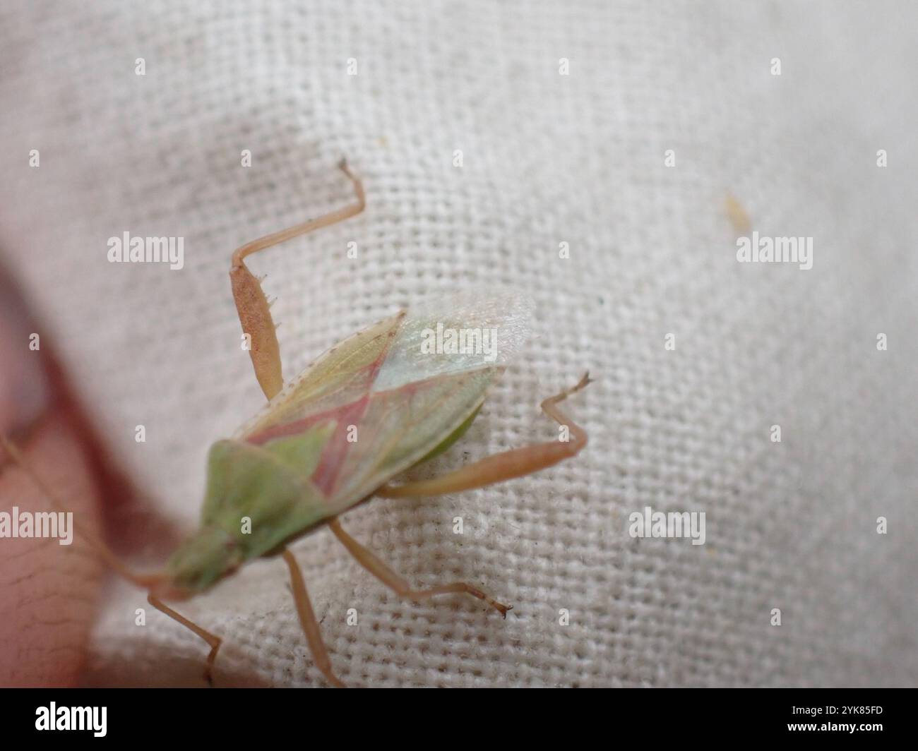 True Bugs (Heteroptera Stock Photo - Alamy