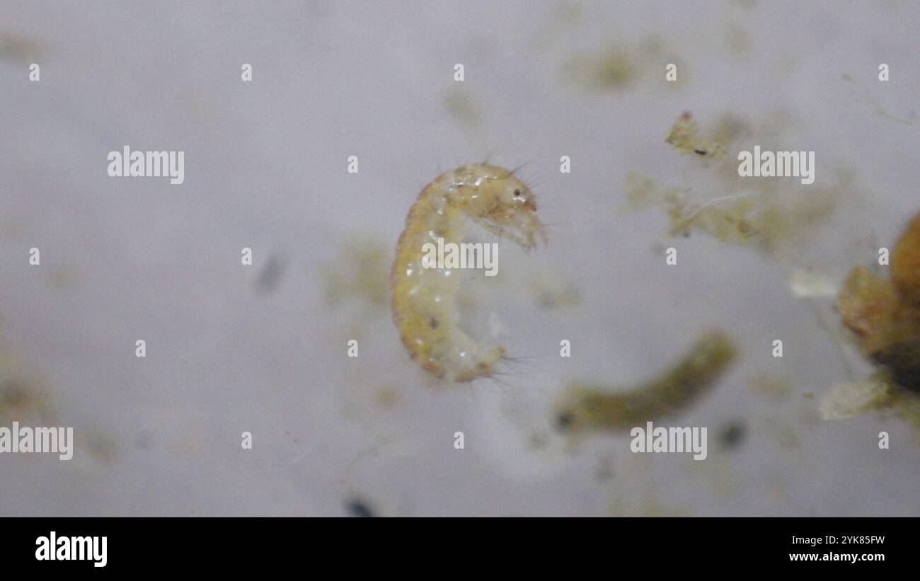 Little Black Caddisflies (Glossosomatidae Stock Photo - Alamy