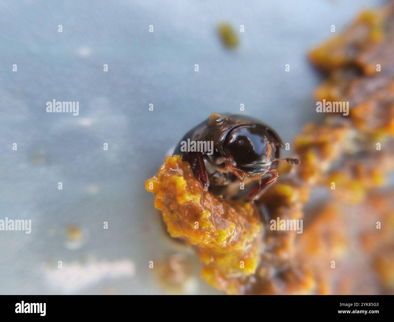 Hydrobius hi-res stock photography and images - Alamy