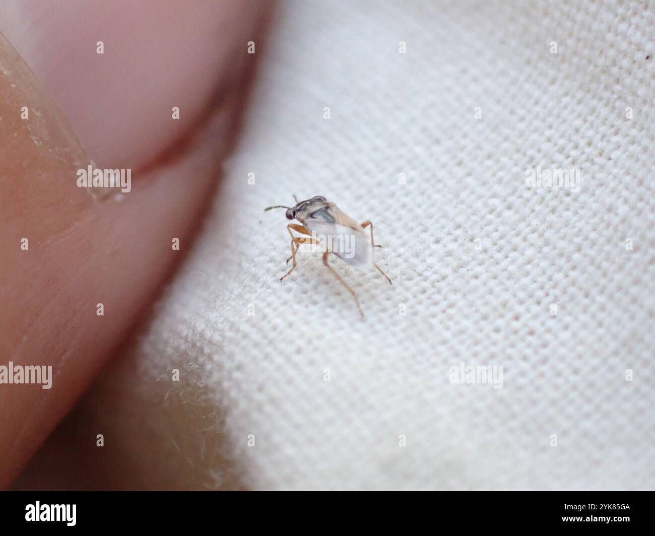 Geocoris hi-res stock photography and images - Alamy