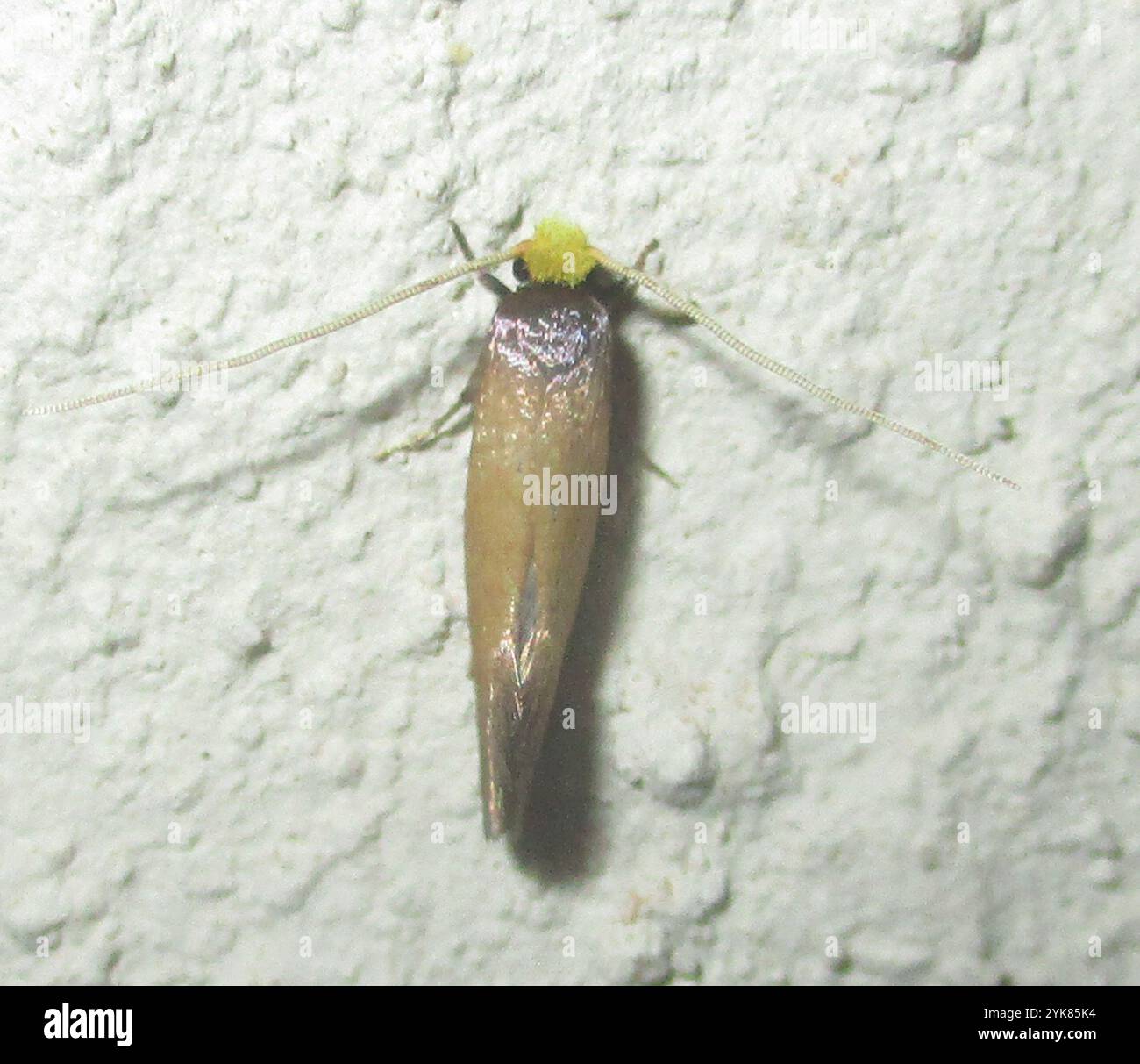 Fungus Moths, Clothes Moths, & Allies (Tineidae Stock Photo - Alamy