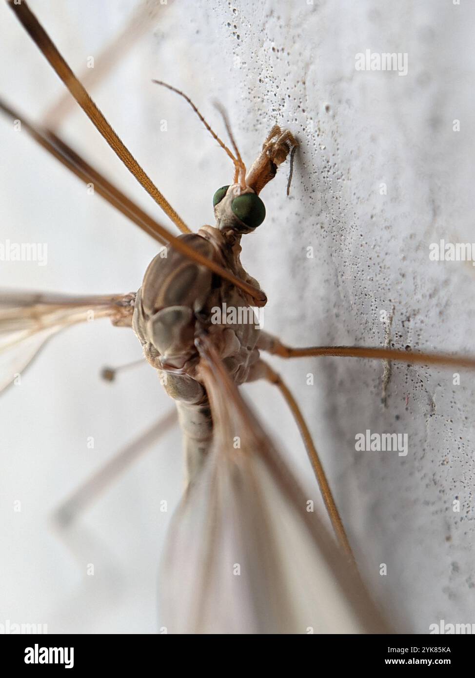 Common Crane Flies (Tipula Stock Photo - Alamy