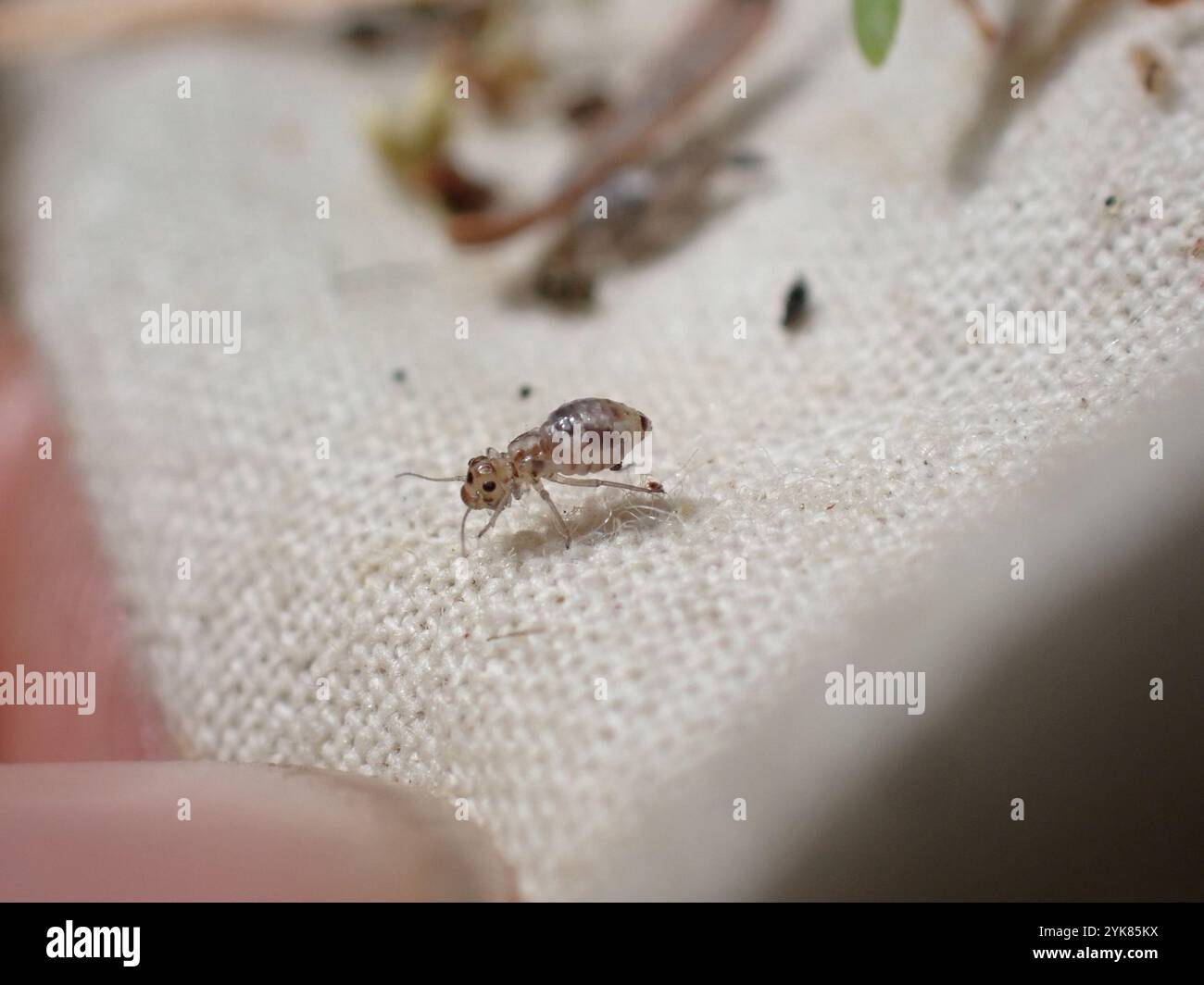 Barklice, Booklice, and Parasitic Lice (Psocodea Stock Photo - Alamy