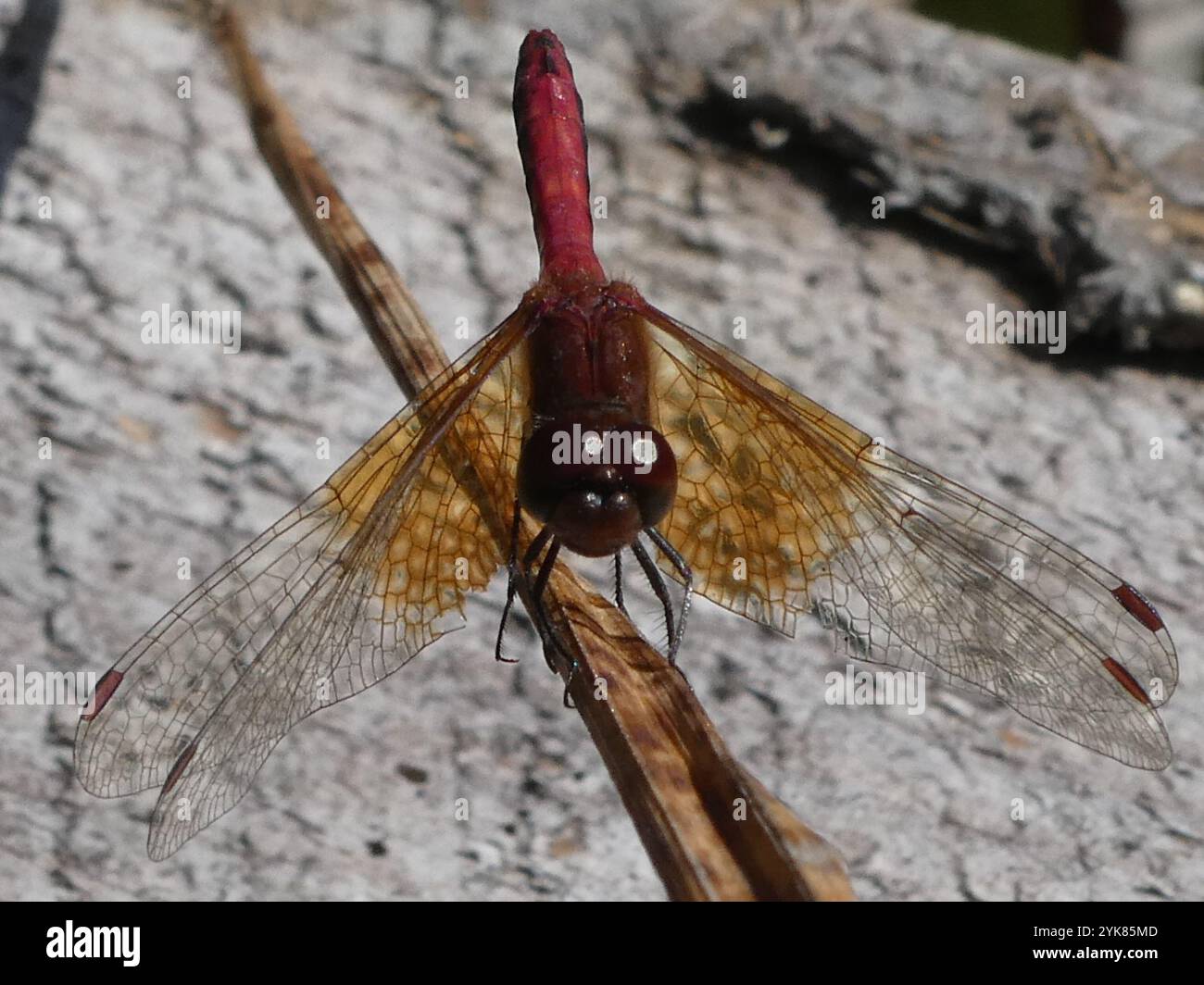 Band winged meadowhawk hi-res stock photography and images - Alamy