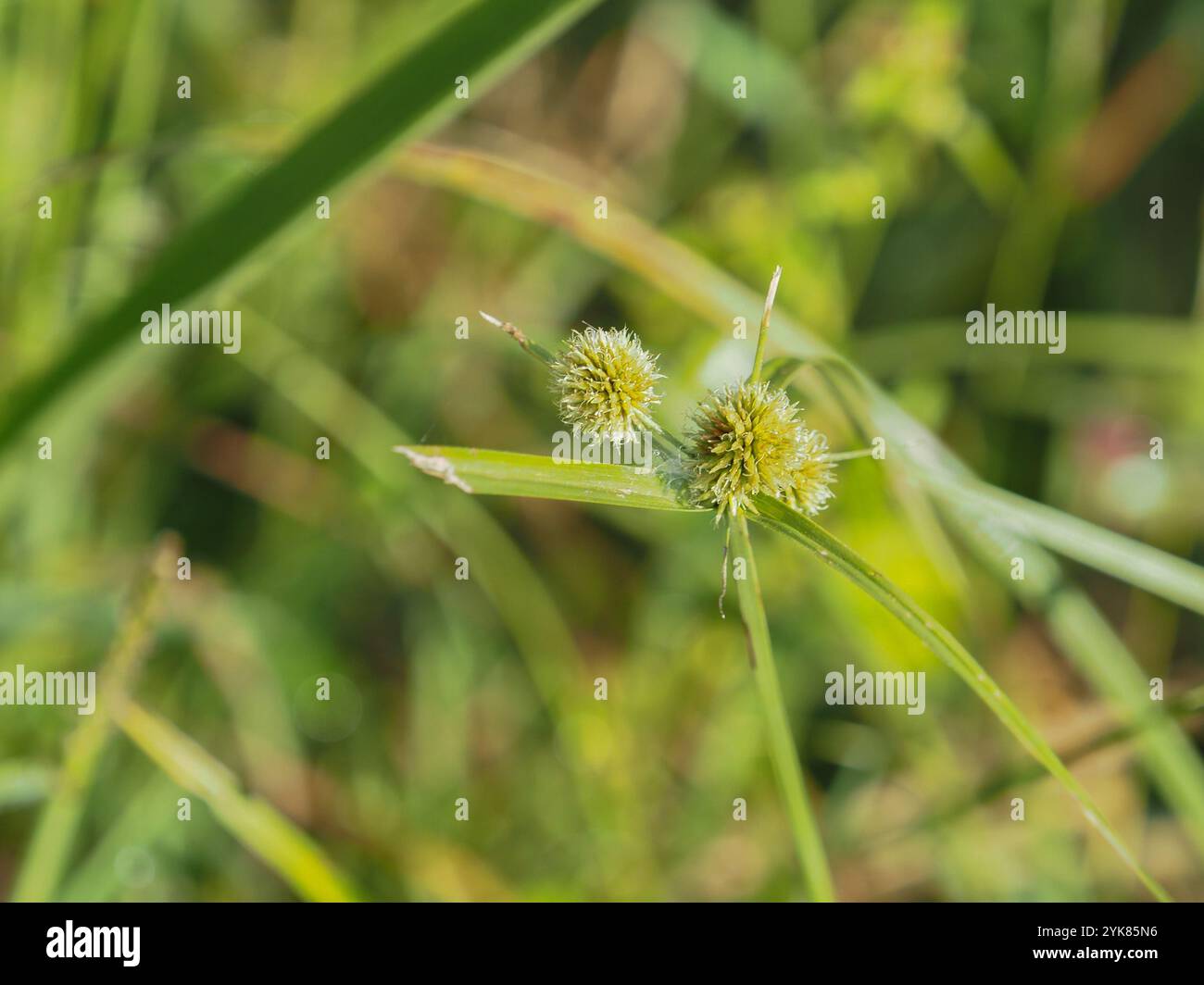 Shortleaf Spikesedge (Cyperus brevifolius Stock Photo - Alamy