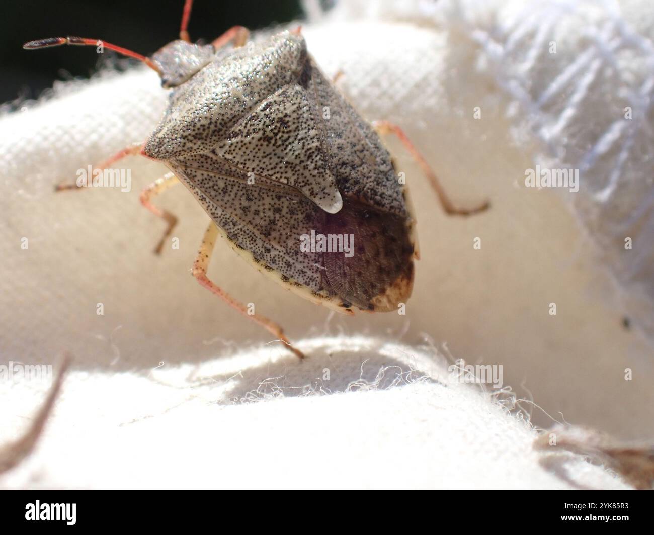 One-spotted Stink Bug (Euschistus variolarius Stock Photo - Alamy