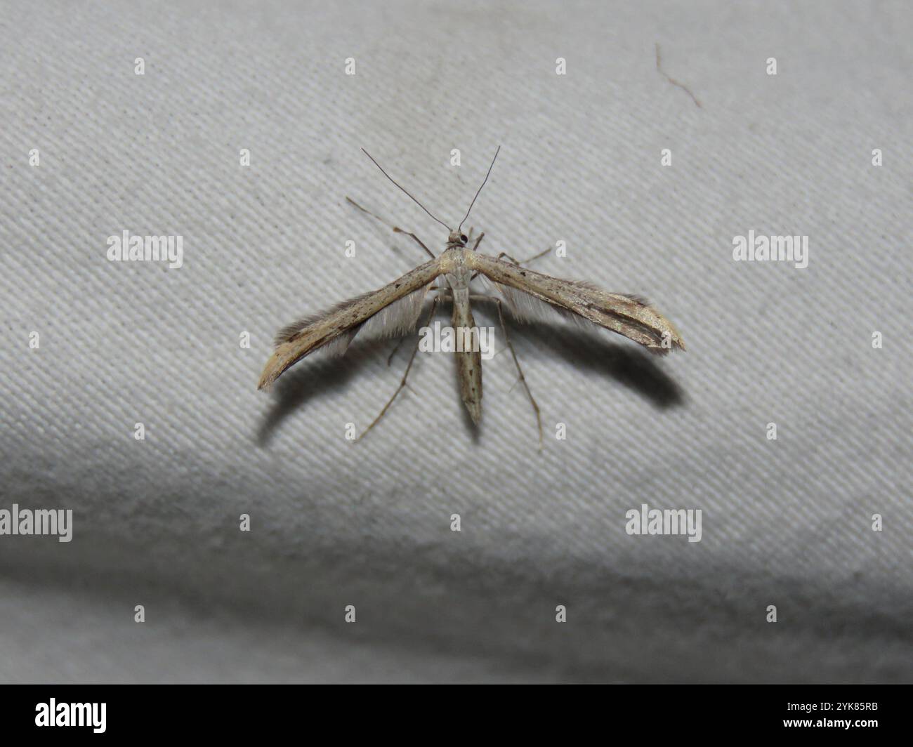 Morning-glory Plume Moth (Emmelina monodactyla Stock Photo - Alamy