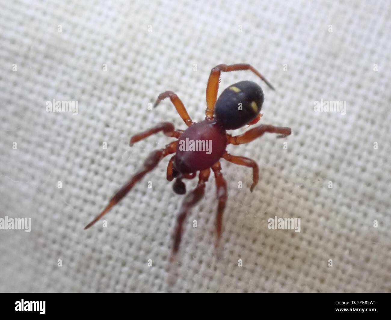 Spider asagena americana hi-res stock photography and images - Alamy
