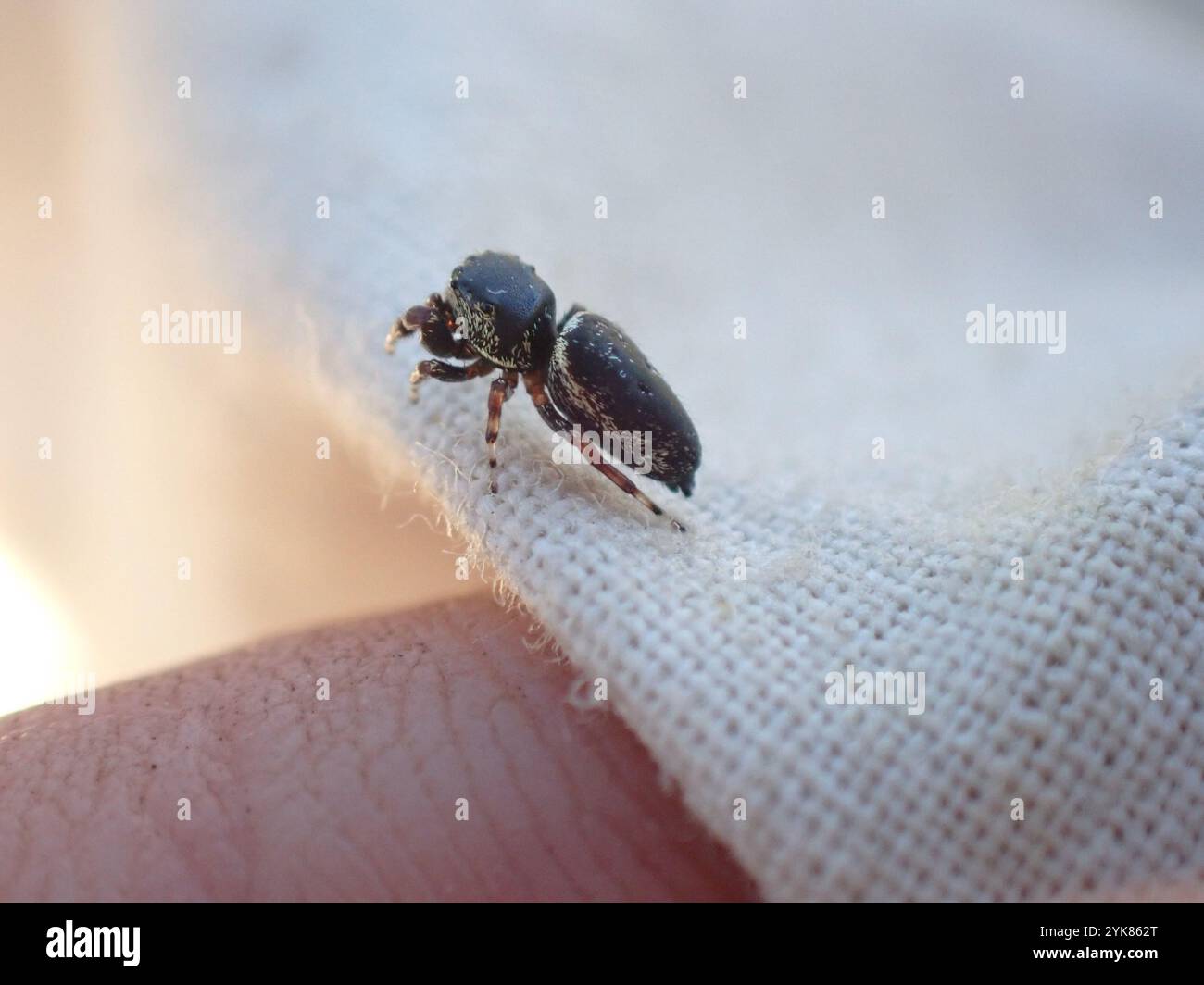 Leaf-beetle Jumping Spiders (Sassacus Stock Photo - Alamy