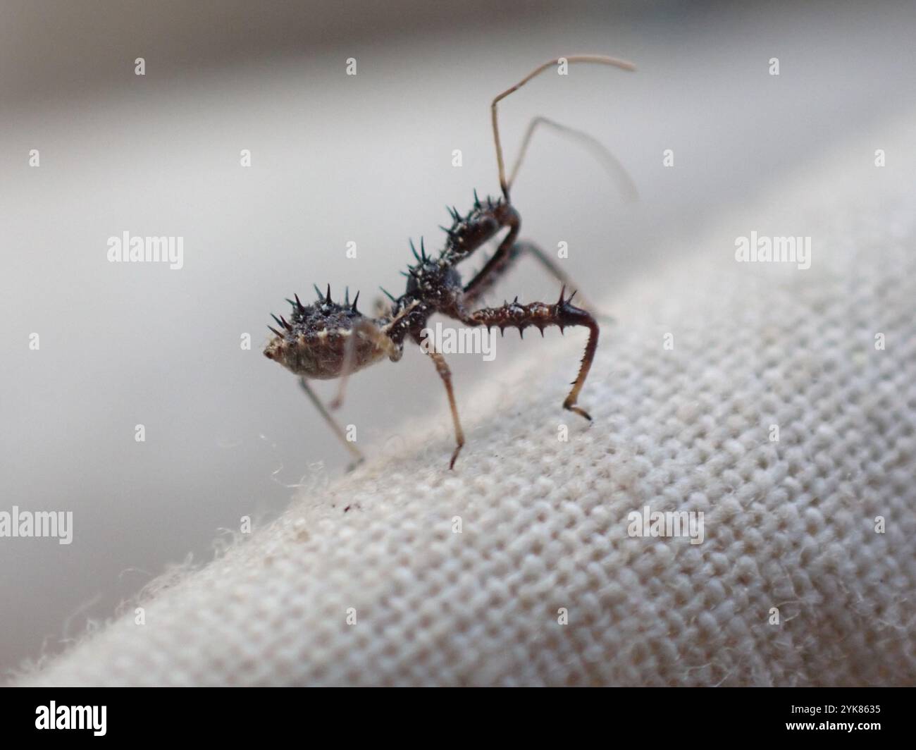 Sinea hi-res stock photography and images - Alamy