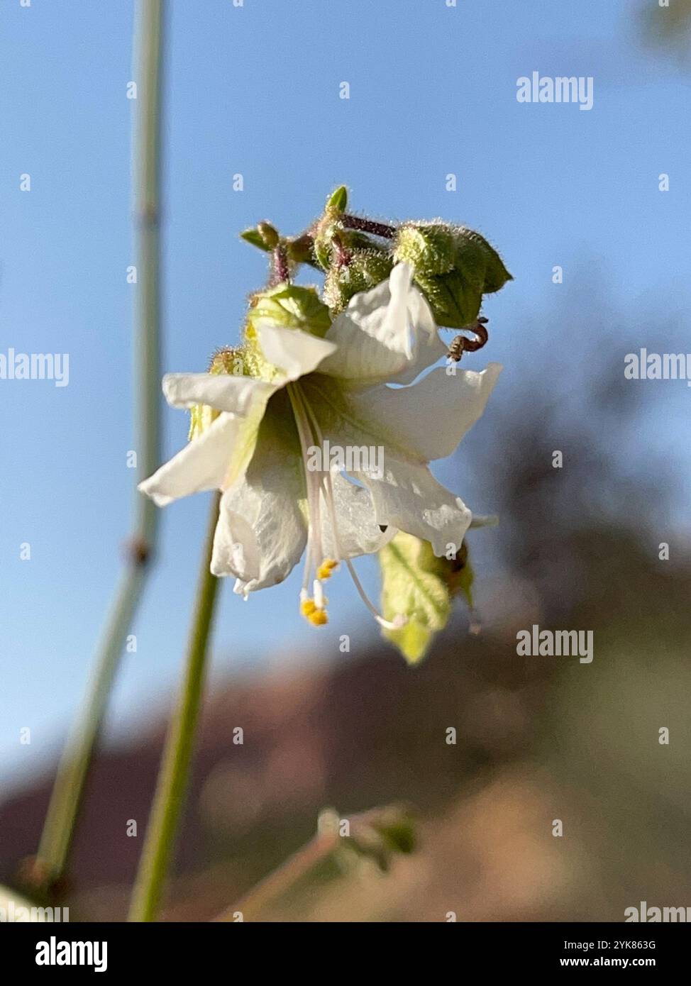 Narrowleaf Four o'Clock (Mirabilis linearis Stock Photo - Alamy