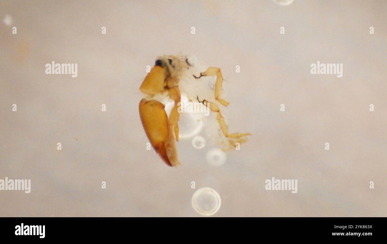 Little Black Caddisflies (Chimarra Stock Photo - Alamy