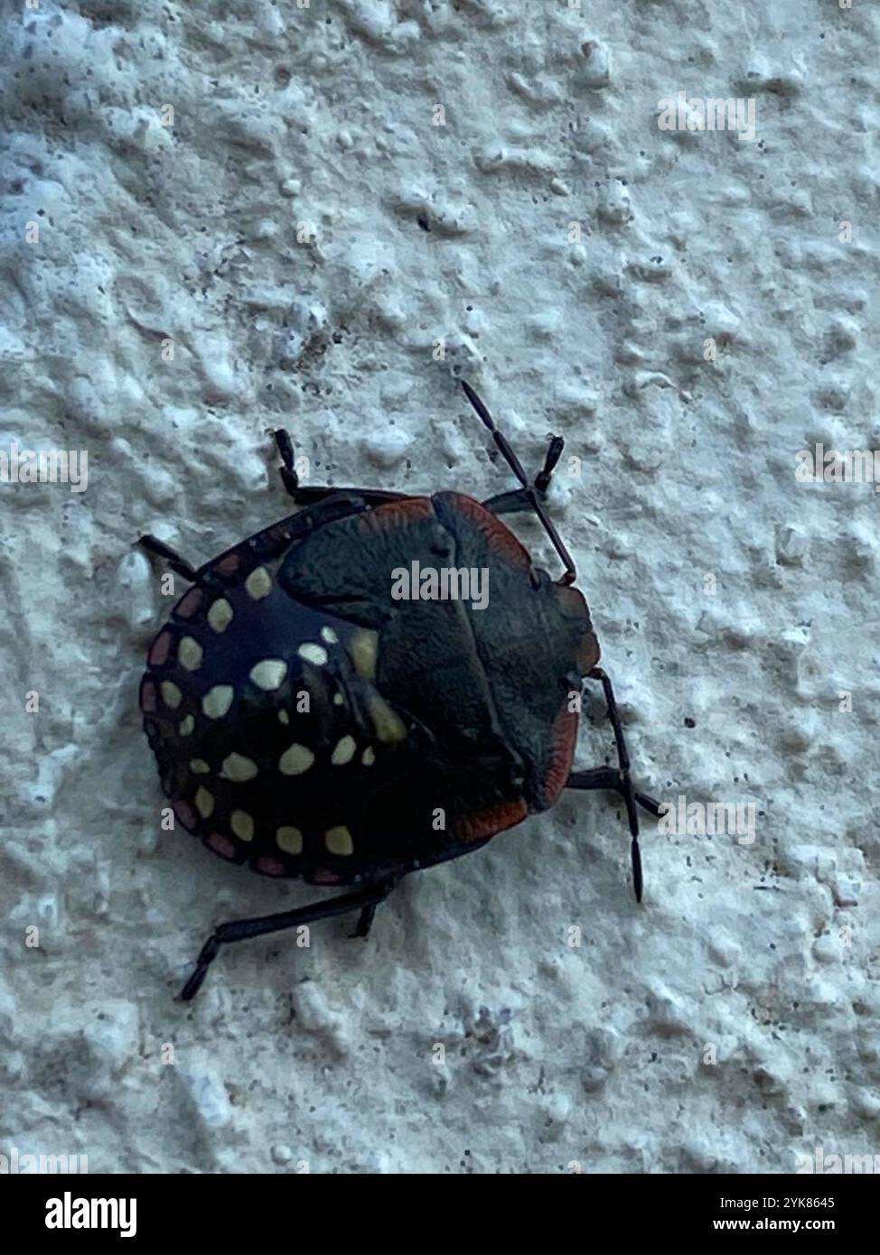 Southern Green Stink Bug (Nezara viridula Stock Photo - Alamy Southern Green Stink Bug (Nezara viridula Stock Photo - Alamy