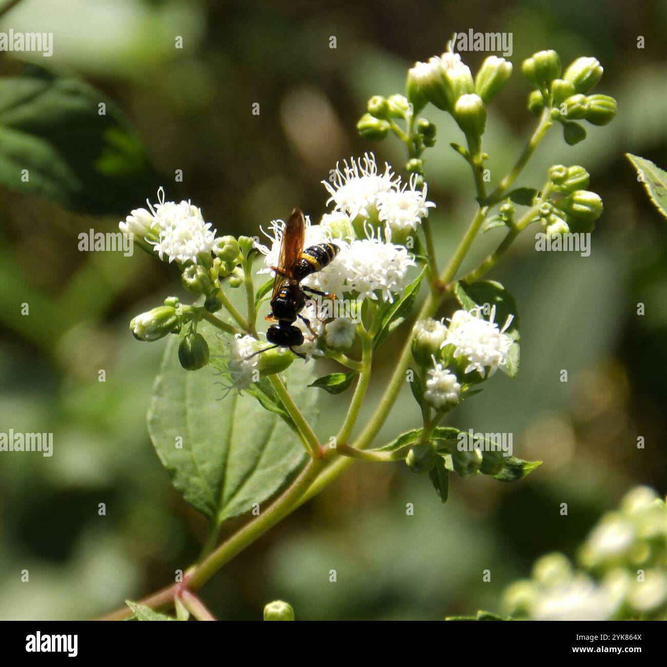 Hump-backed Beewolf (Philanthus gibbosus Stock Photo - Alamy