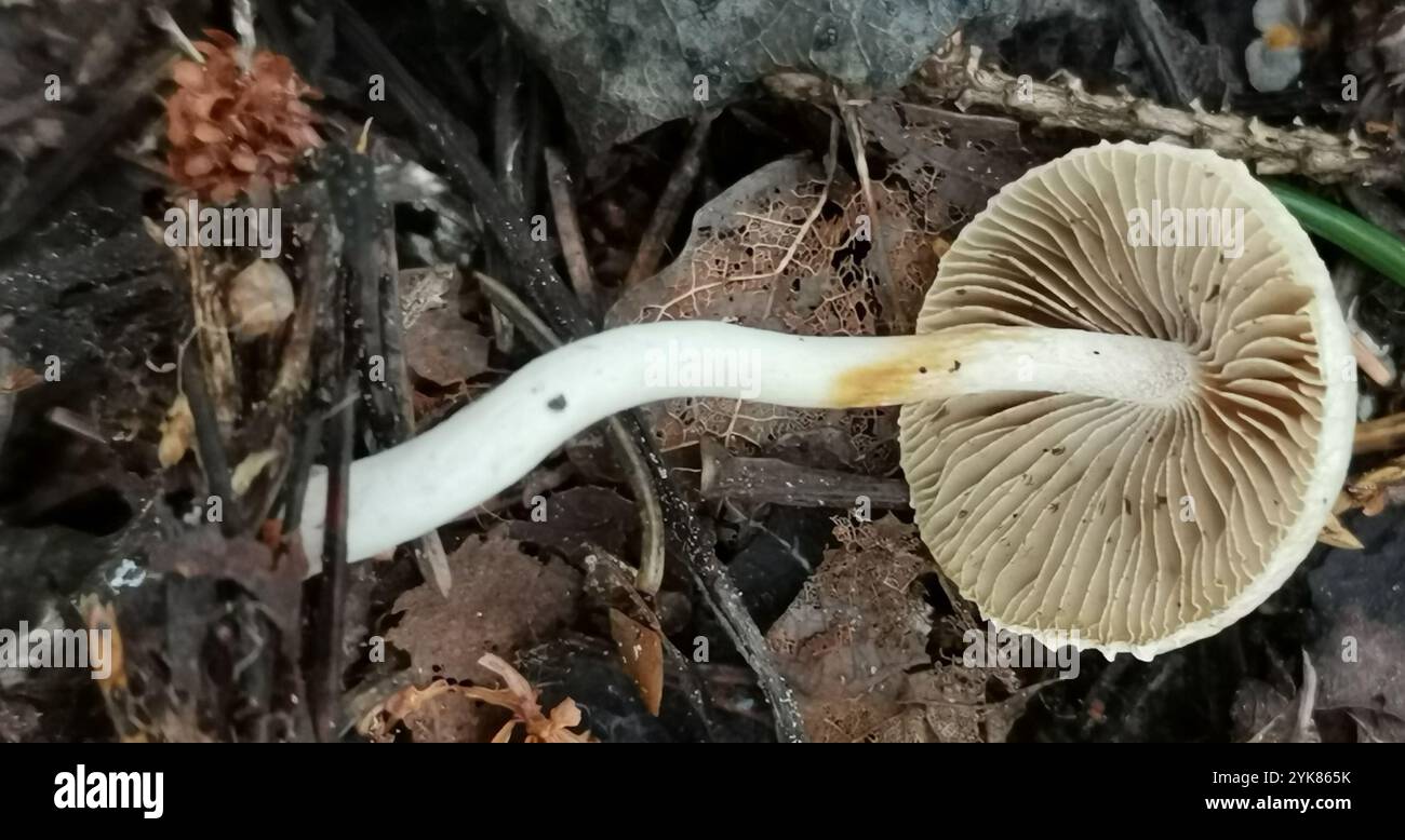 White fibrecap hi-res stock photography and images - Alamy
