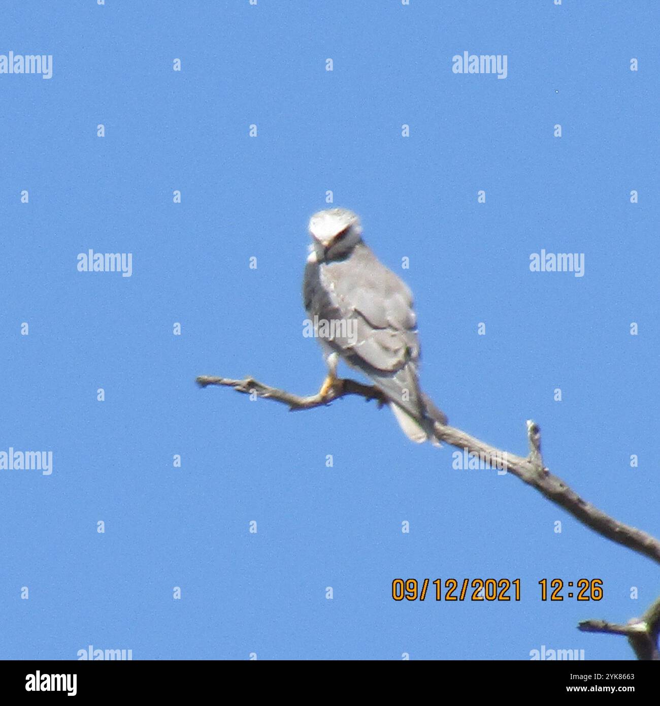 White-tailed Kite (Elanus leucurus Stock Photo - Alamy