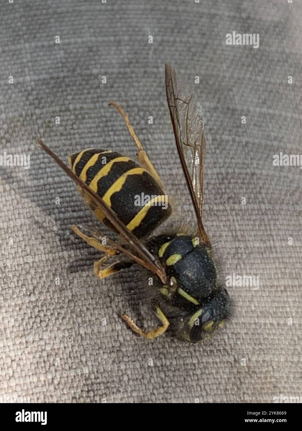 Alaska Yellowjacket (Vespula alascensis Stock Photo - Alamy