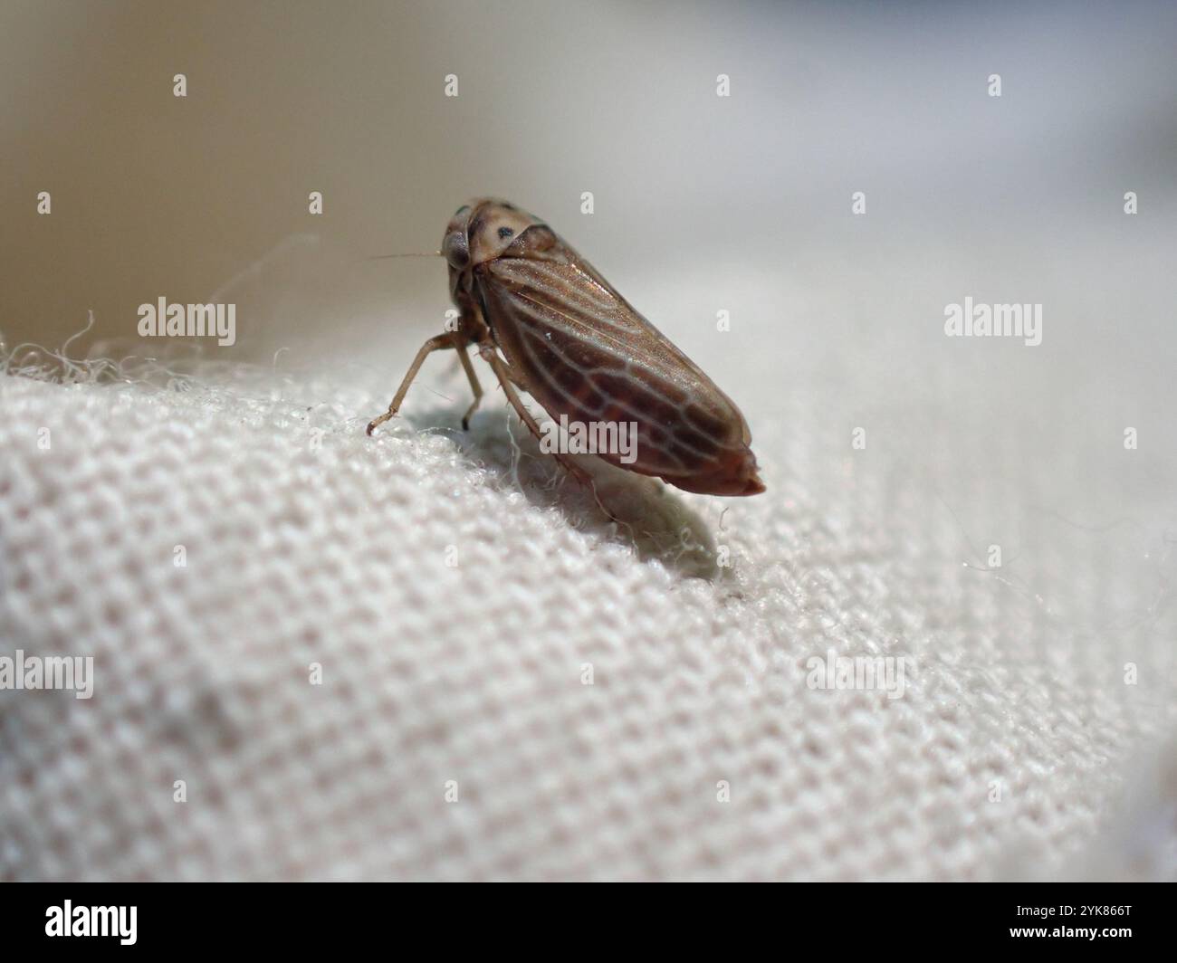 Four-spotted Clover Leafhopper (Agallia quadripunctata Stock Photo - Alamy