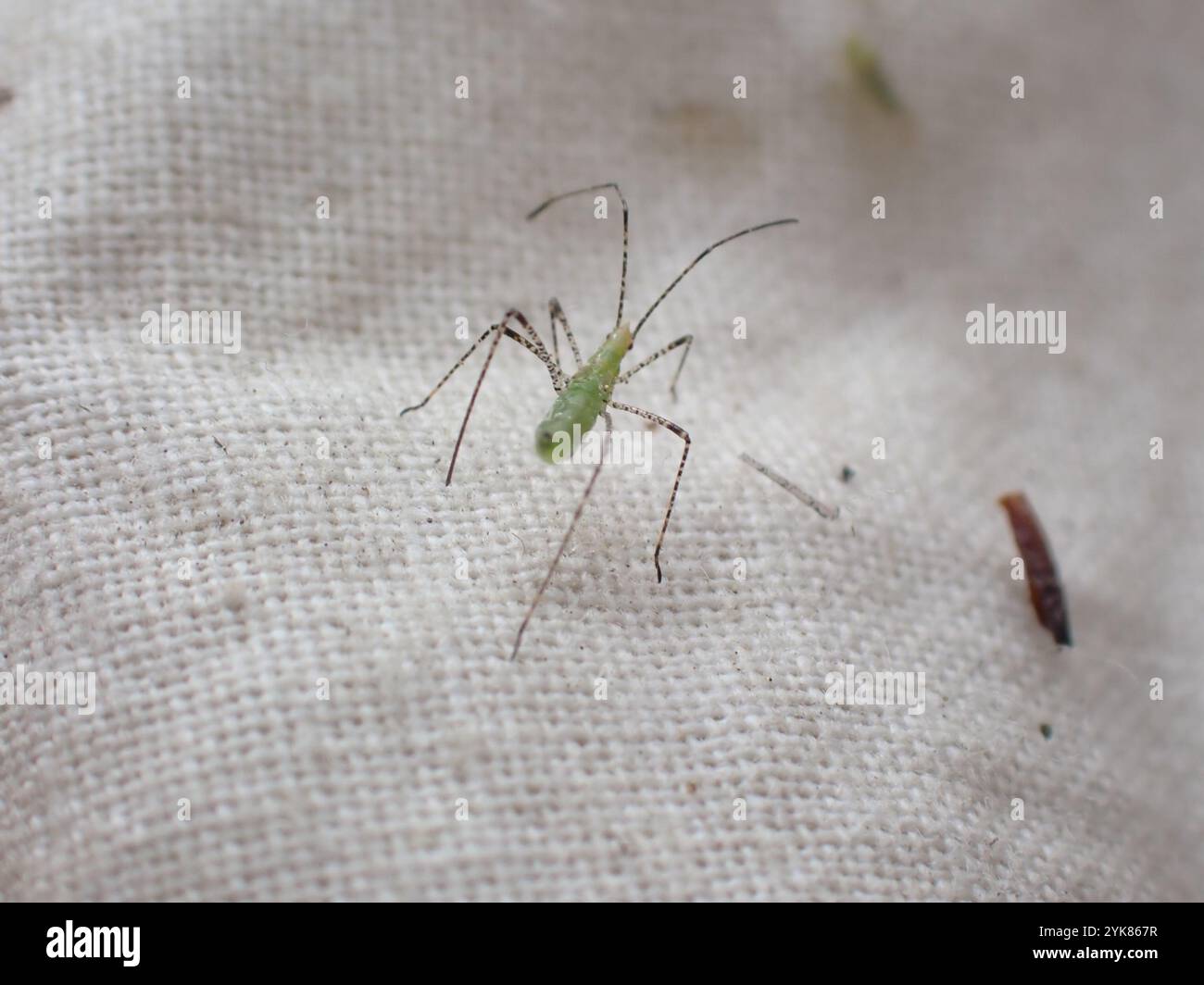 True Bugs (Heteroptera Stock Photo - Alamy