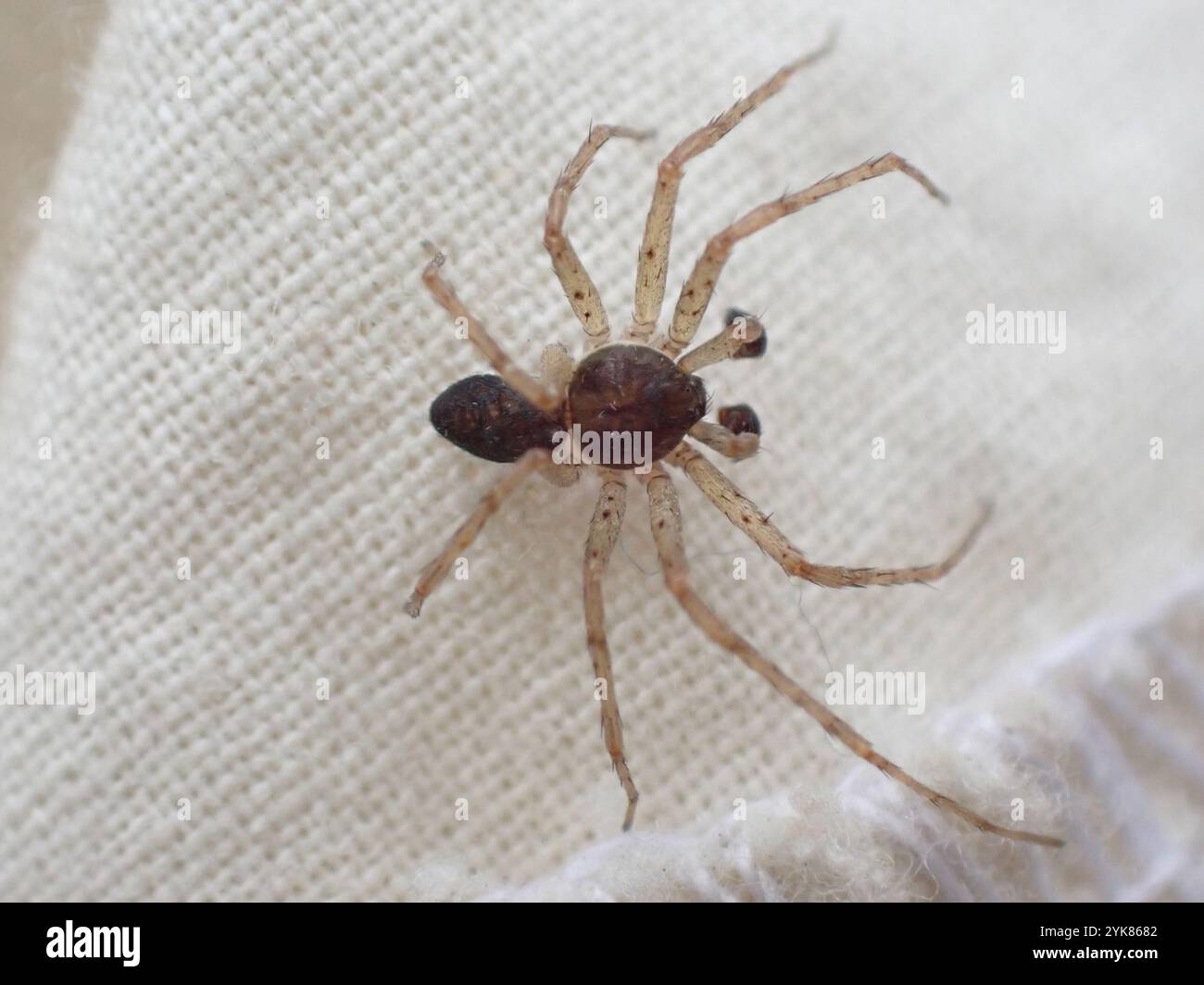 Eurasian Running Crab Spider (Philodromus dispar Stock Photo - Alamy