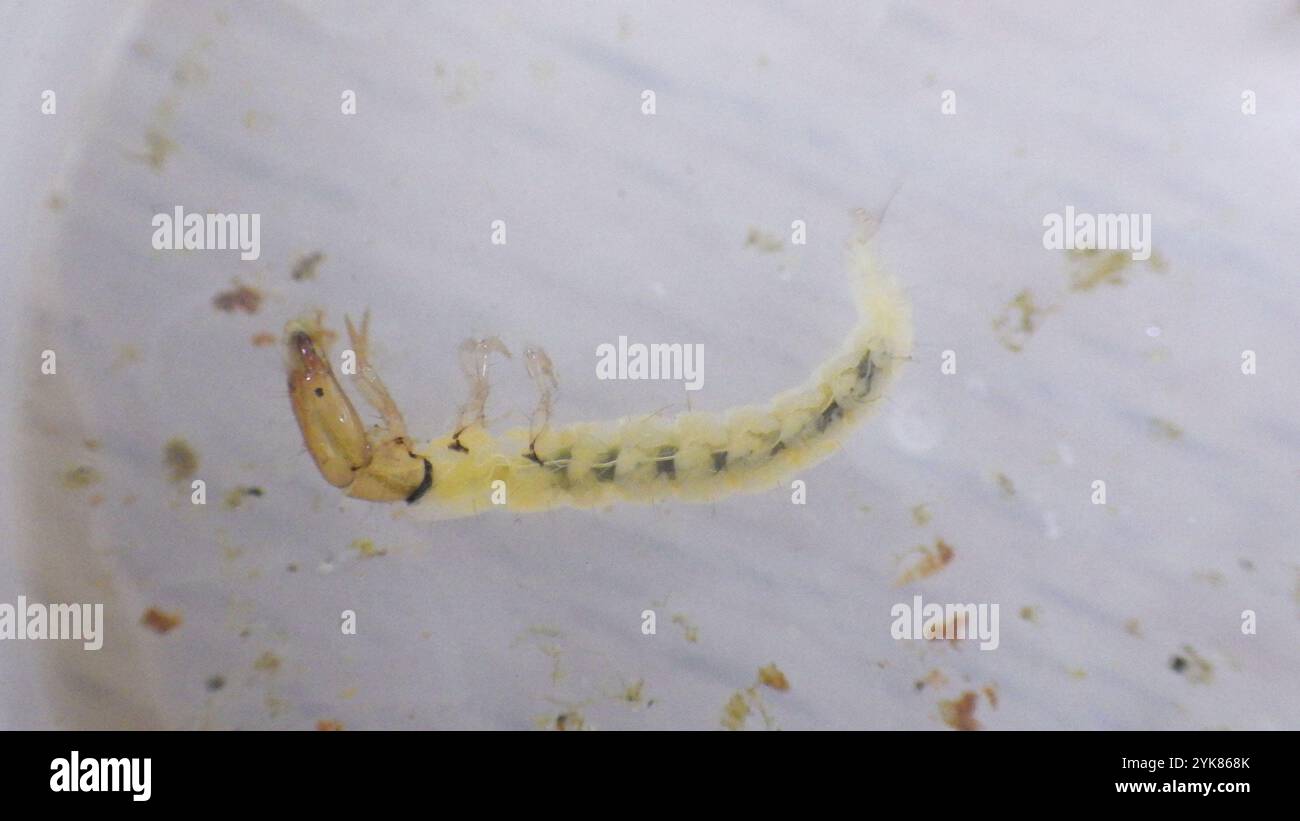Little Black Caddisflies (Chimarra Stock Photo - Alamy