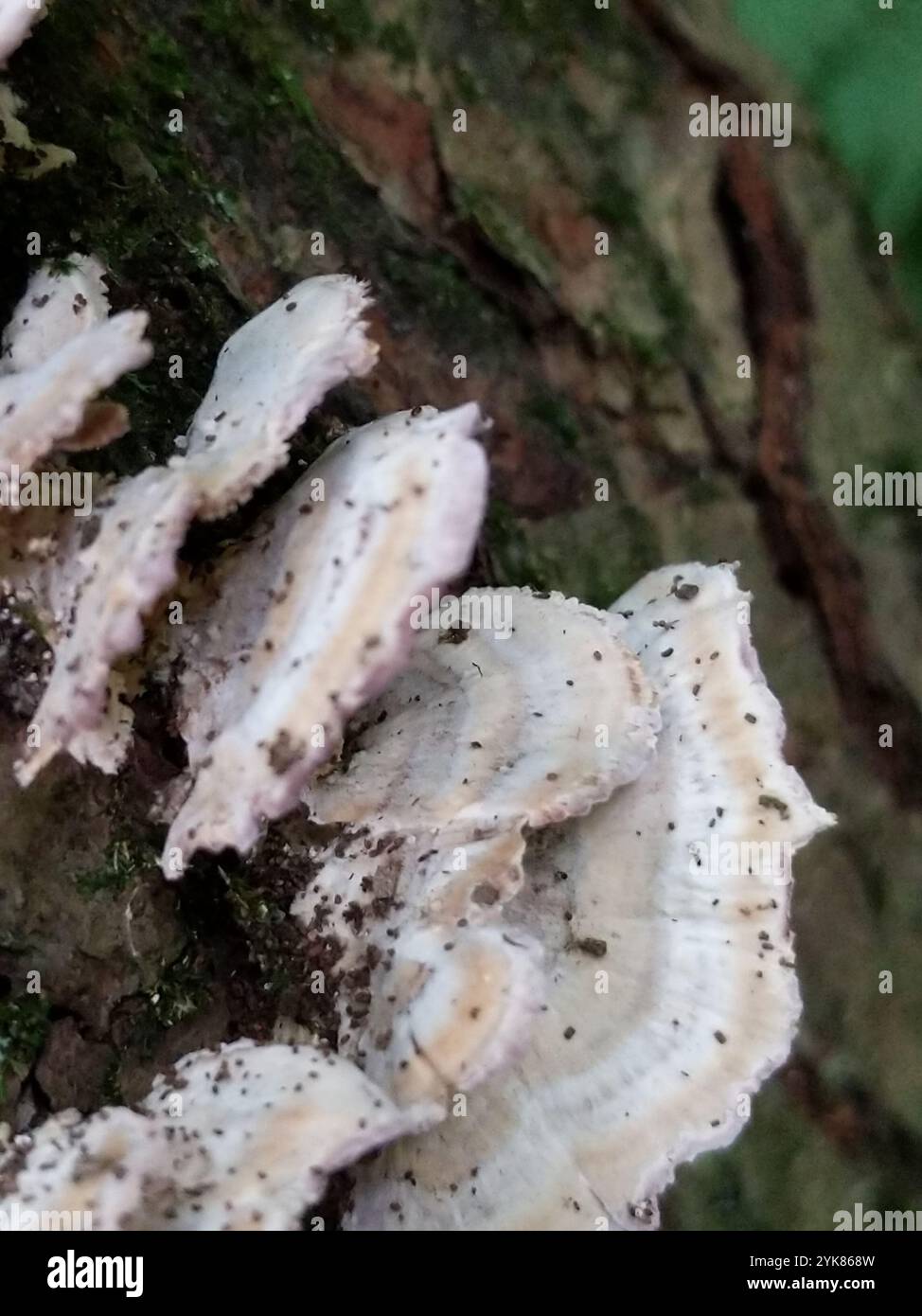 violet-toothed polypore (Trichaptum biforme Stock Photo - Alamy