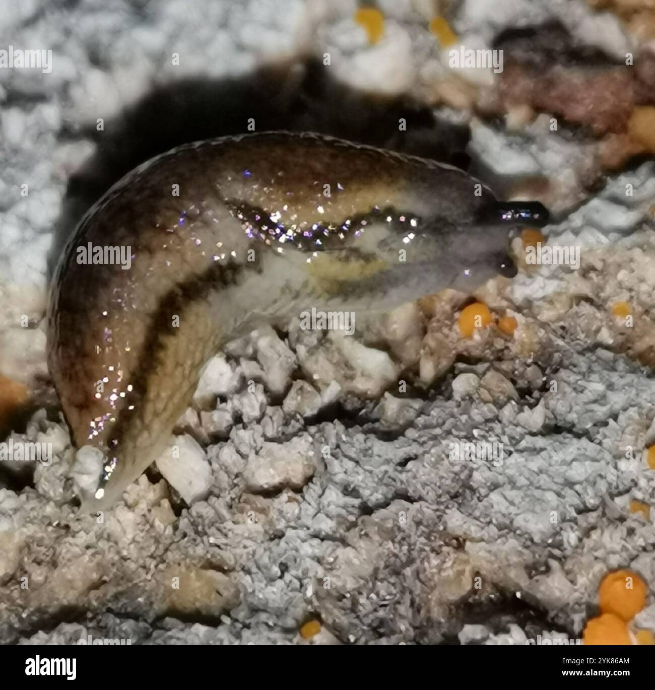 Northern Dusky Slug (Arion fuscus Stock Photo - Alamy