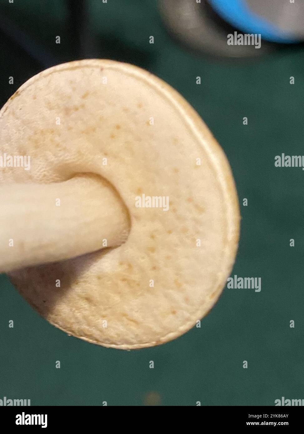 Ghost bolete hi-res stock photography and images - Alamy