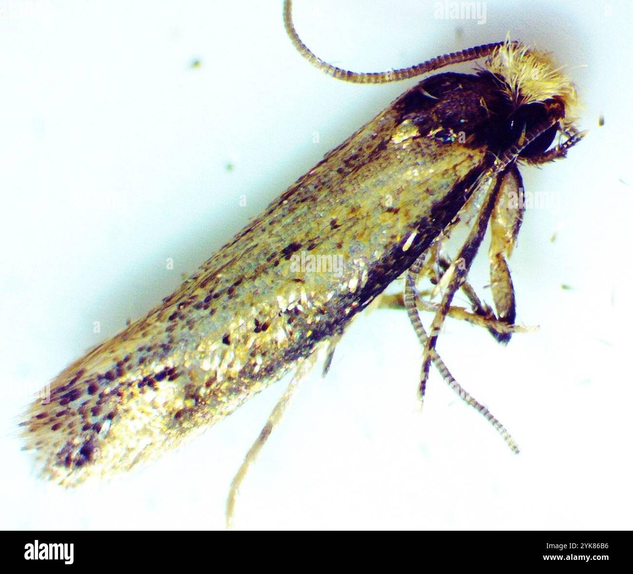 Curved-lined Homostinea Moth (Homostinea curviliniella Stock Photo - Alamy