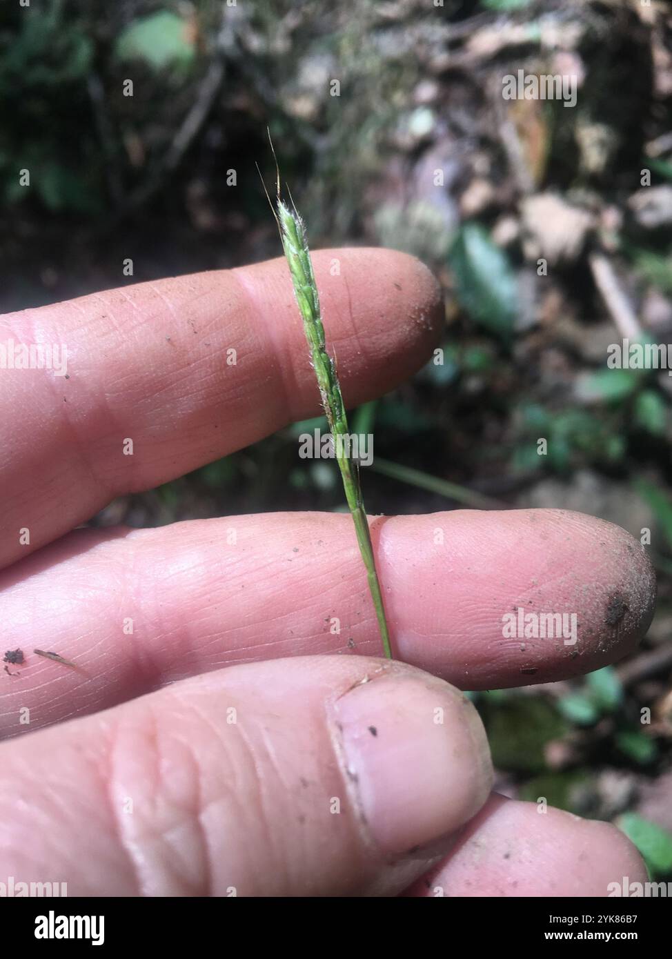 Japanese stiltgrass (Microstegium vimineum Stock Photo - Alamy