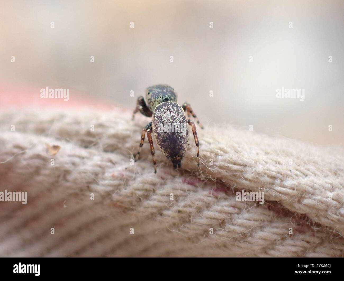 Leaf-beetle Jumping Spiders (Sassacus Stock Photo - Alamy