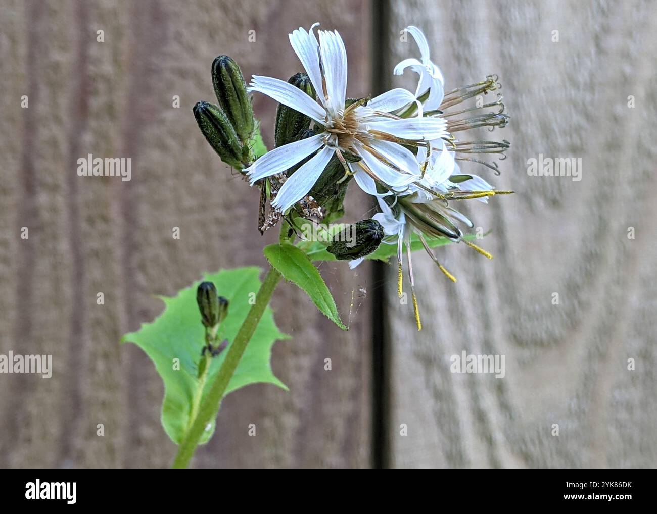 western rattlesnake root (Nabalus alatus Stock Photo - Alamy