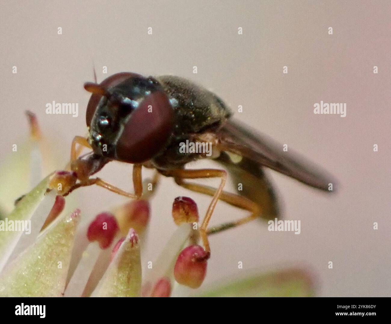 Variable Duskyface Fly (Melanostoma mellinum Stock Photo - Alamy
