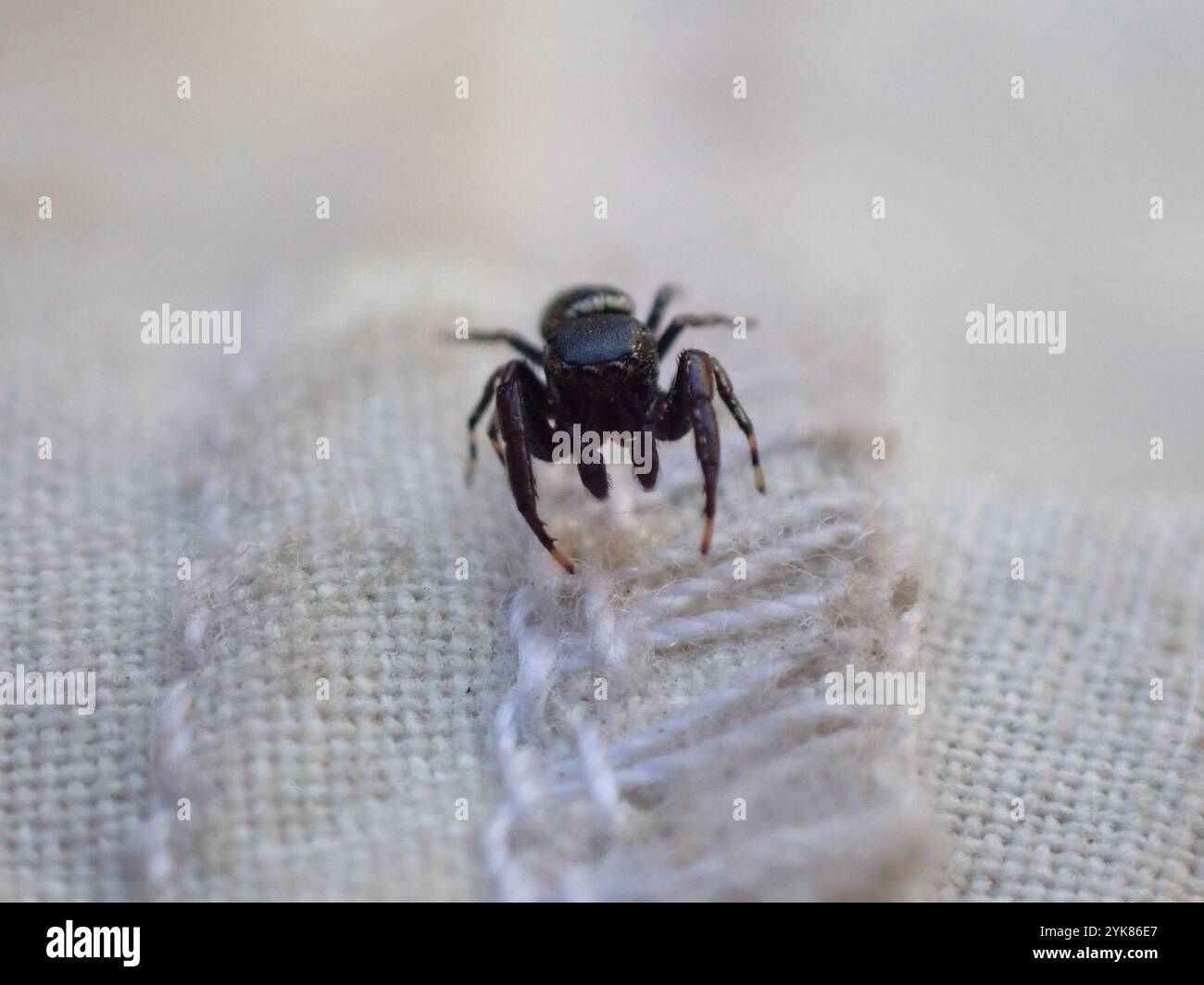 Leaf-beetle Jumping Spiders (Sassacus Stock Photo - Alamy