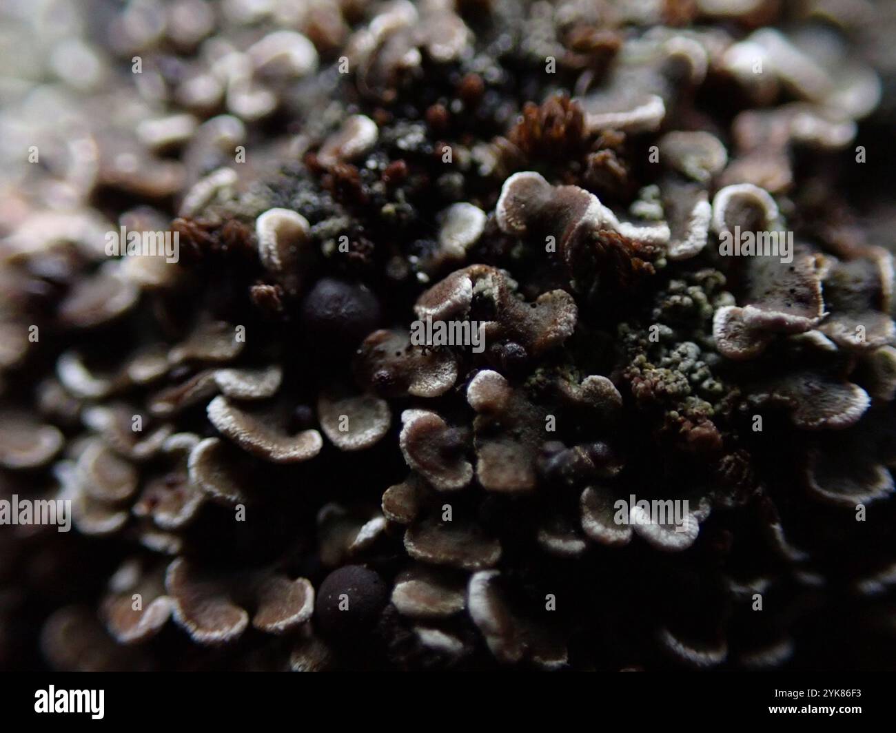 Mountain Scale Lichen (Psora himalayana Stock Photo - Alamy