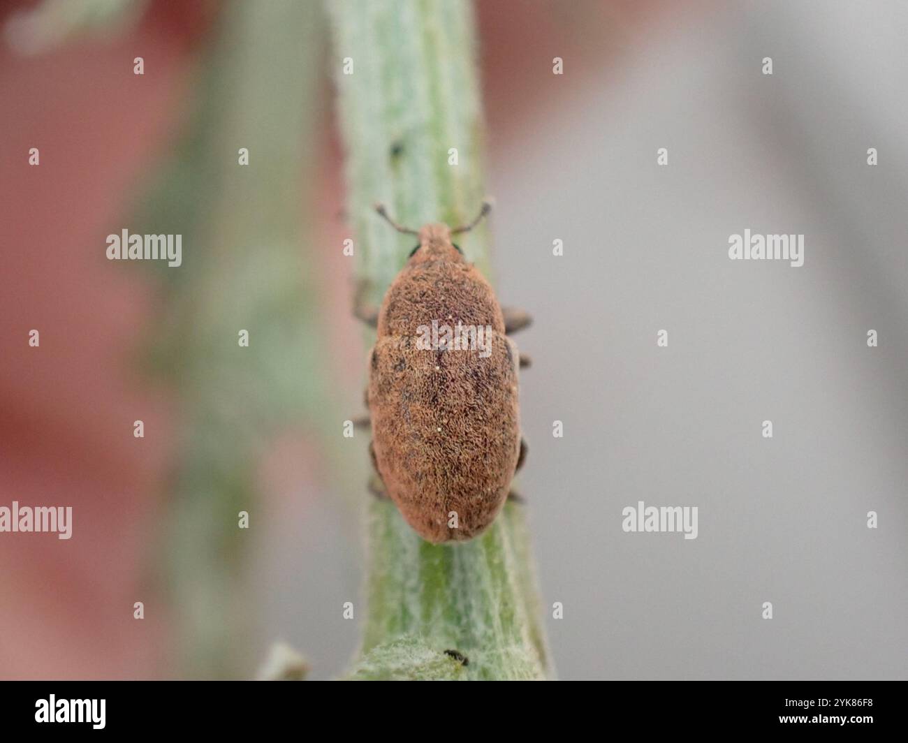 Lesser Knapweed Flower Weevil (Larinus minutus Stock Photo - Alamy