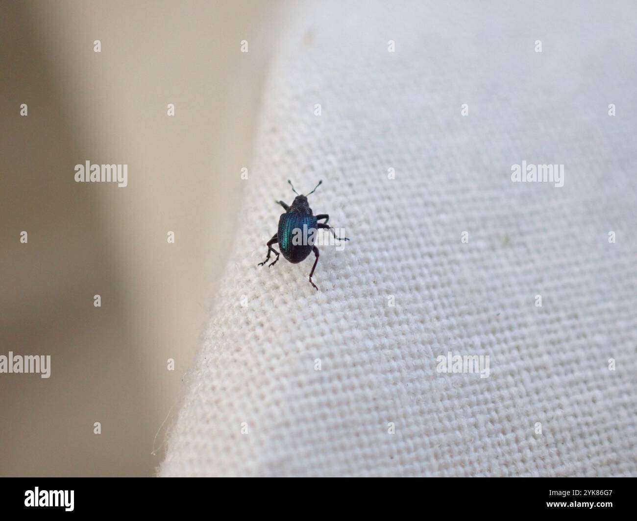 Erysimi hi-res stock photography and images - Alamy