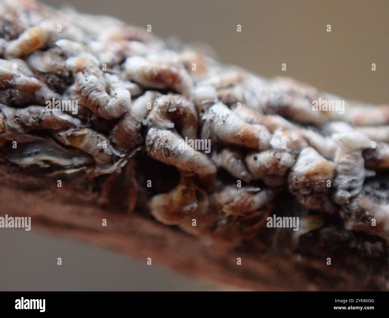 Lepidosaphes ulmi hi-res stock photography and images - Alamy