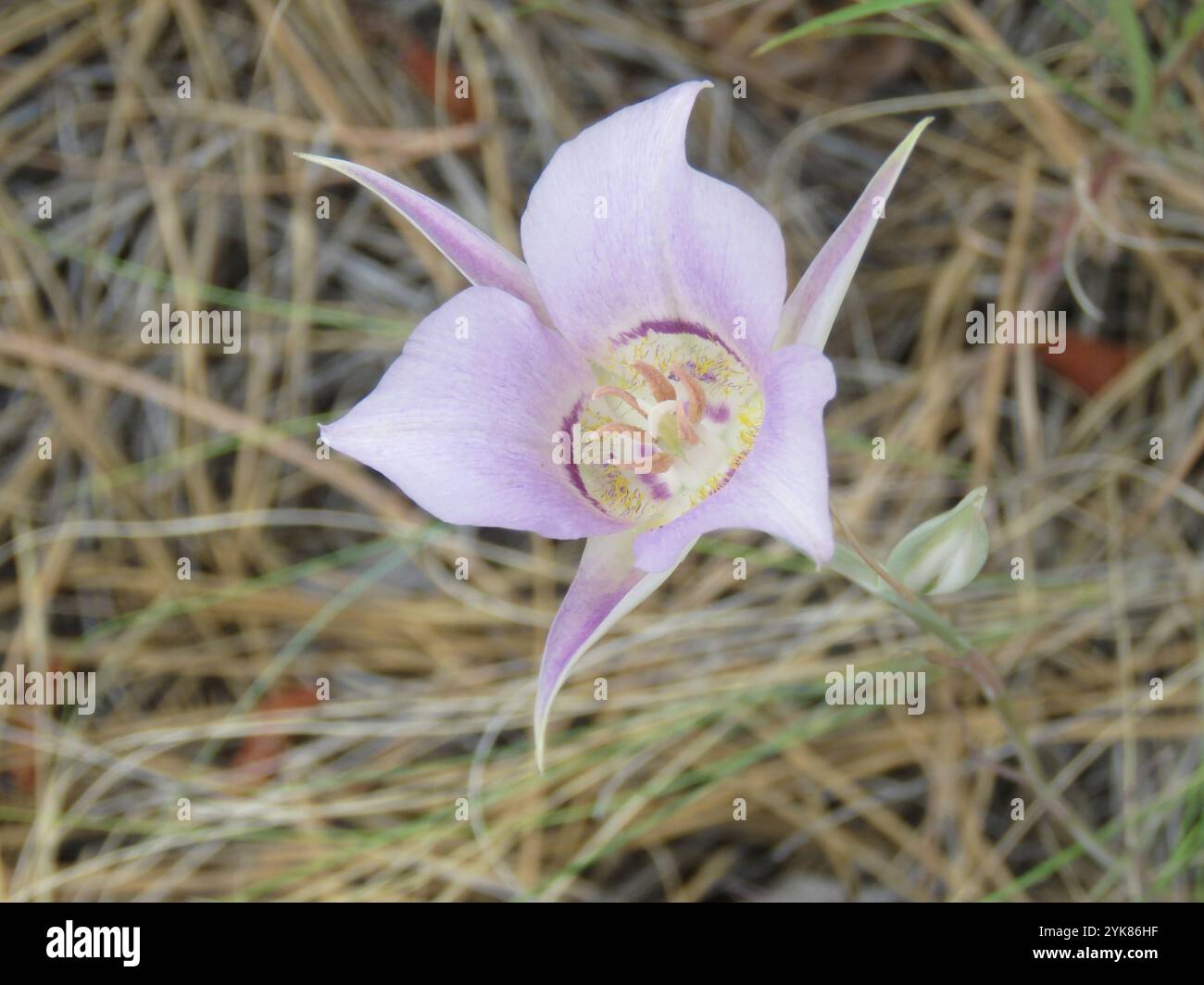 Sagebrush Mariposa Lily (Calochortus macrocarpus Stock Photo - Alamy