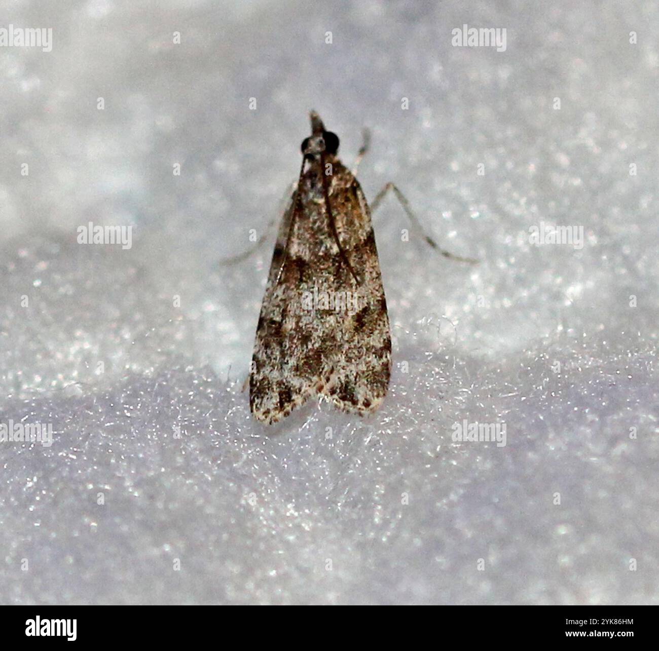 Double-striped Scoparia Moth (Scoparia biplagialis Stock Photo - Alamy