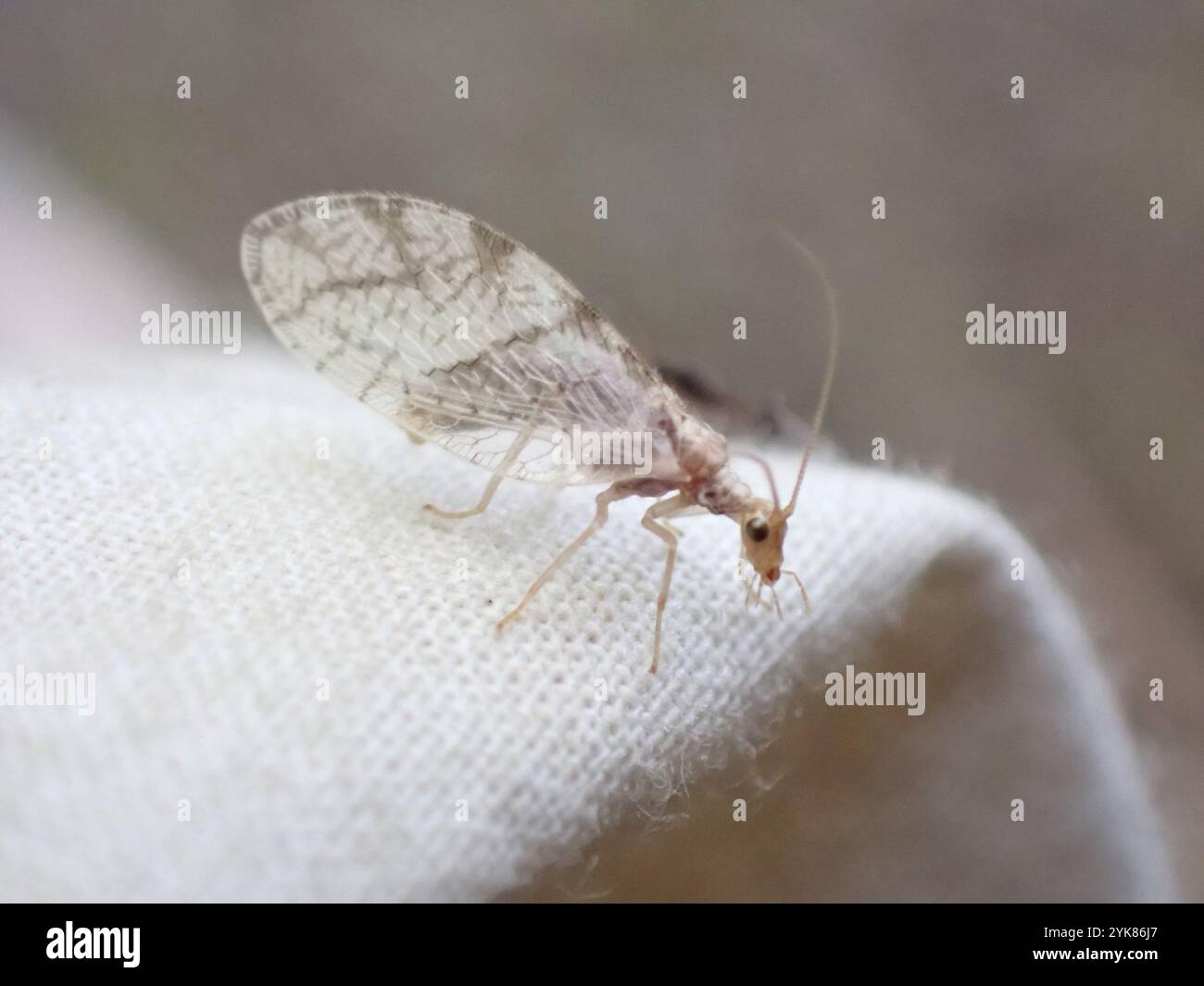 Micromus hi-res stock photography and images - Alamy