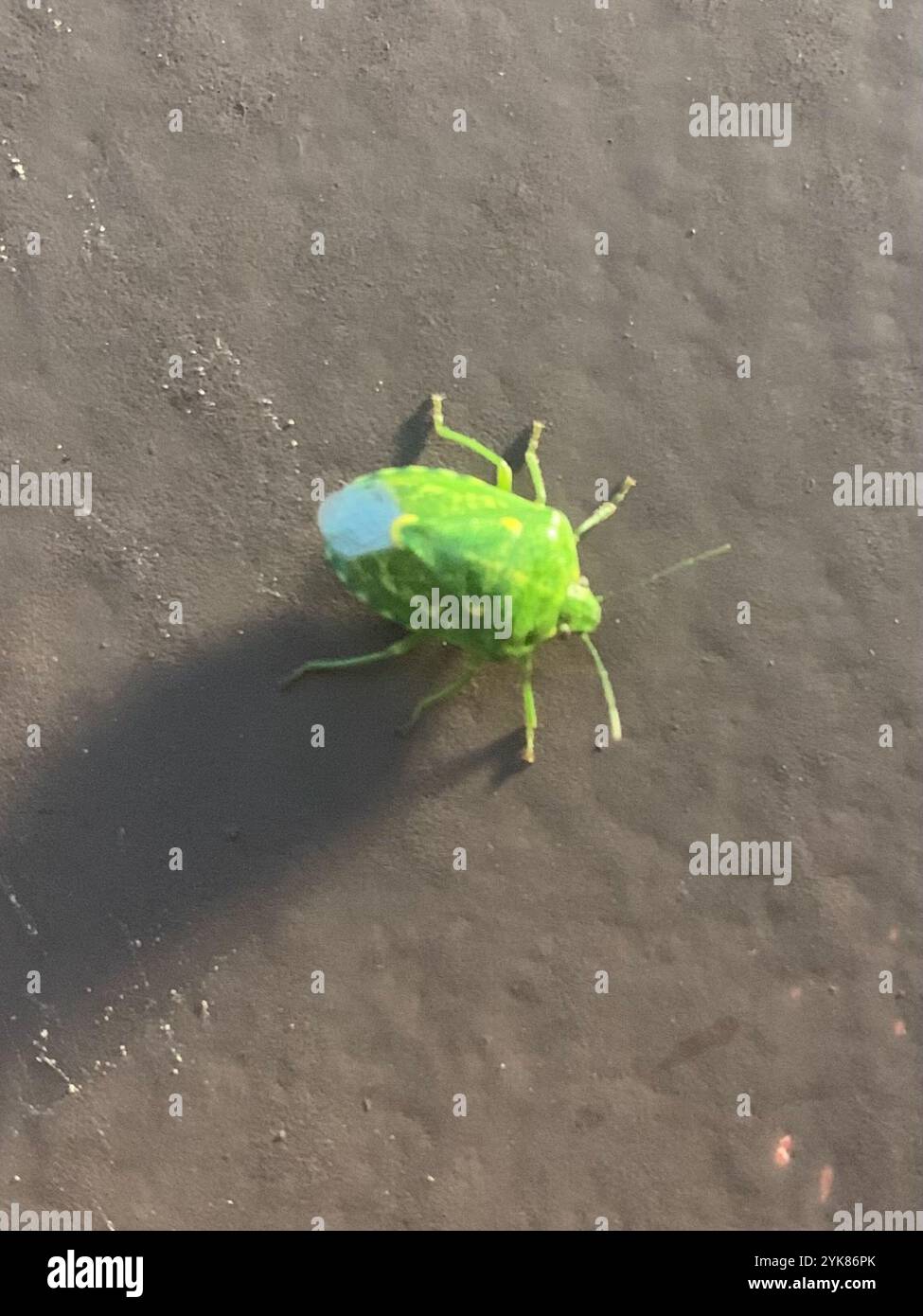 Banasa stink bug hi-res stock photography and images - Alamy