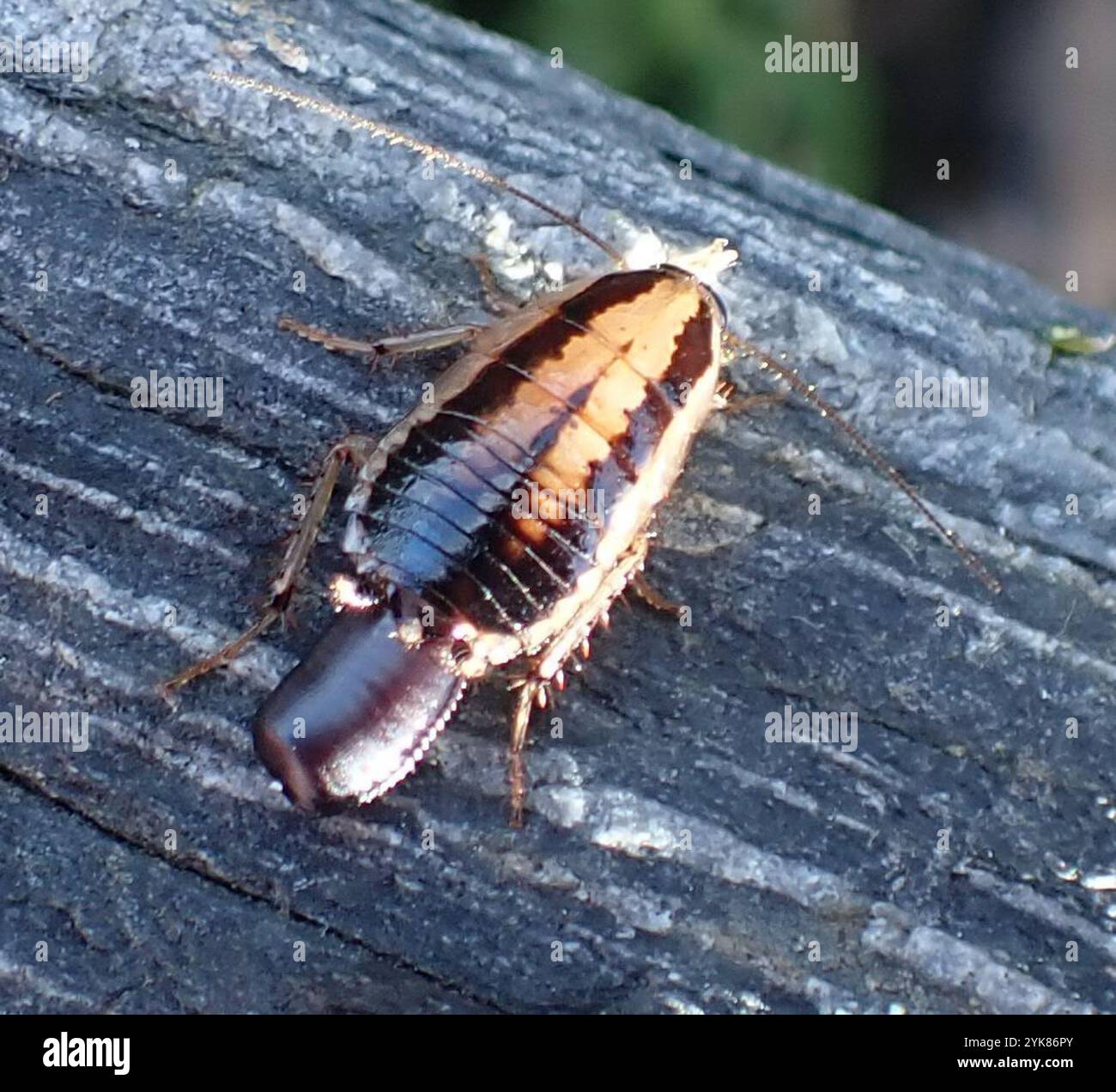 Blattodea cockroaches and termites hi-res stock photography and images ...