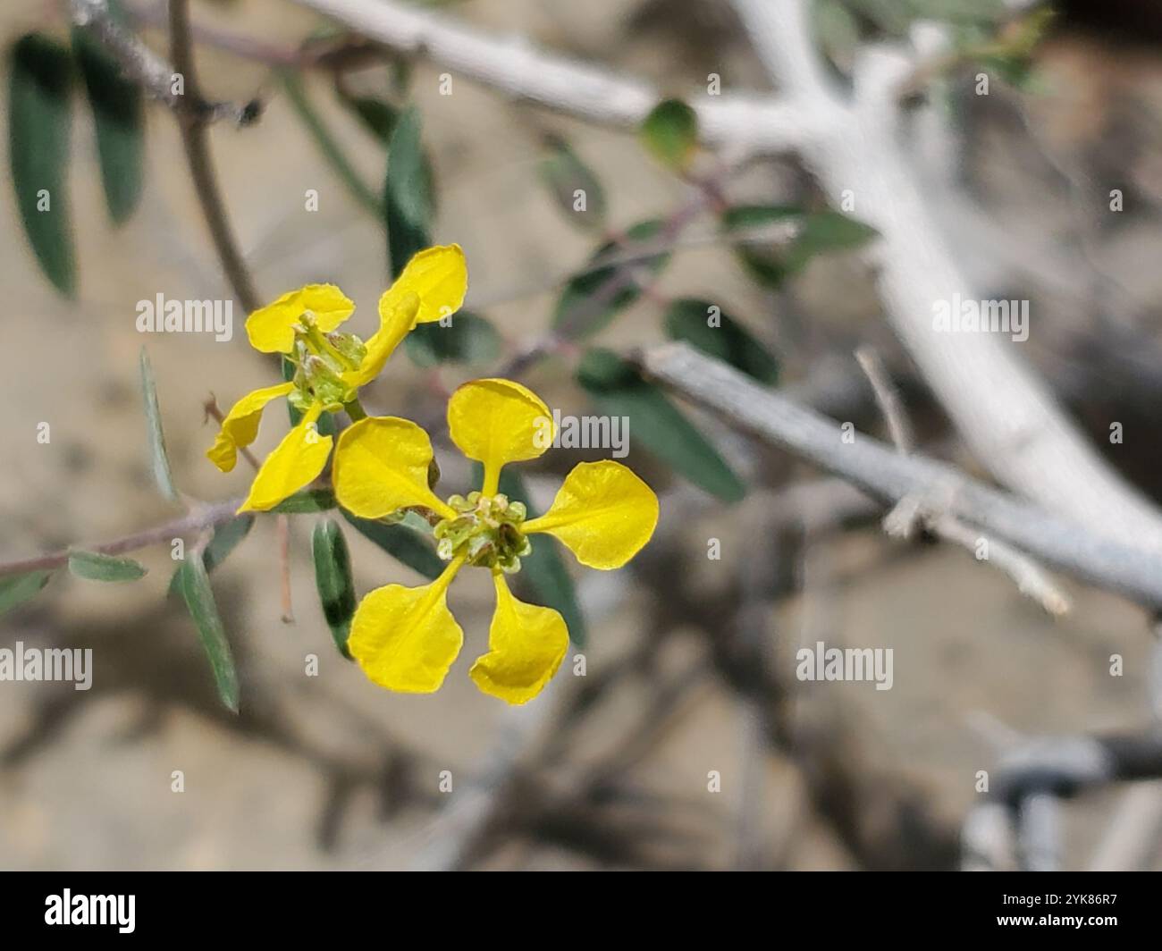 Janusia gracilis hi-res stock photography and images - Alamy