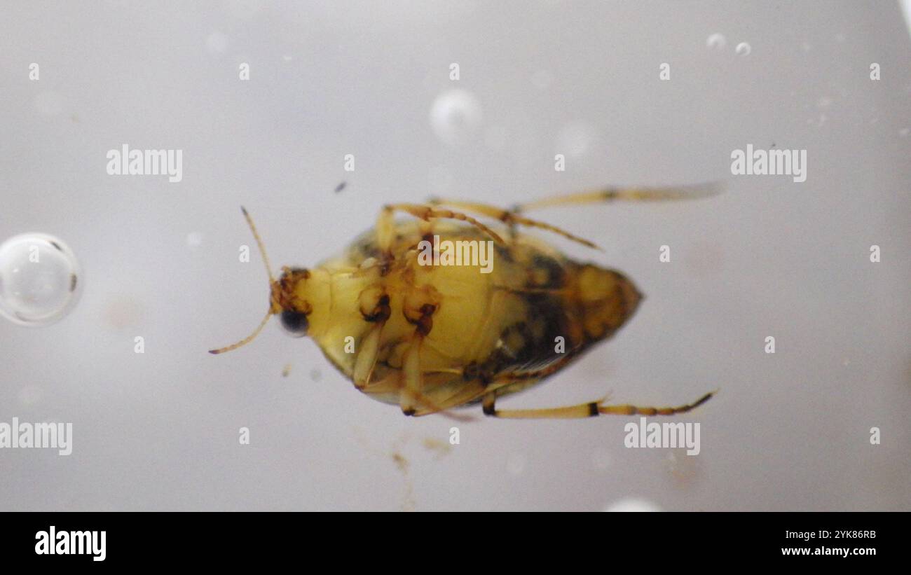 Toothless Crawling Water Beetle (Peltodytes edentulus Stock Photo - Alamy