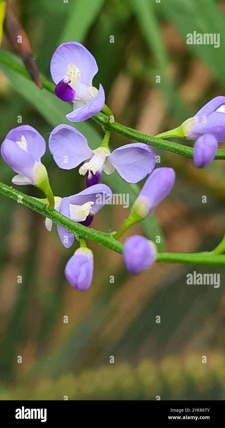 Comesperma volubile hi-res stock photography and images - Alamy