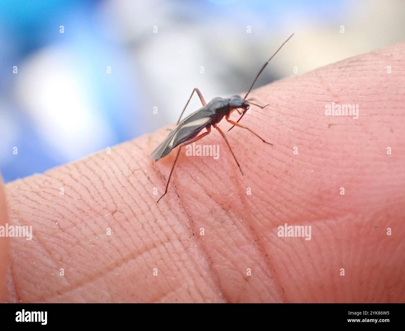 True Bugs (Heteroptera Stock Photo - Alamy