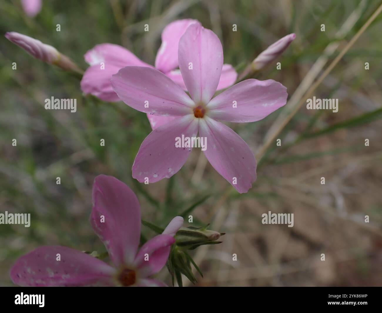 Phlox longifolia hi-res stock photography and images - Alamy