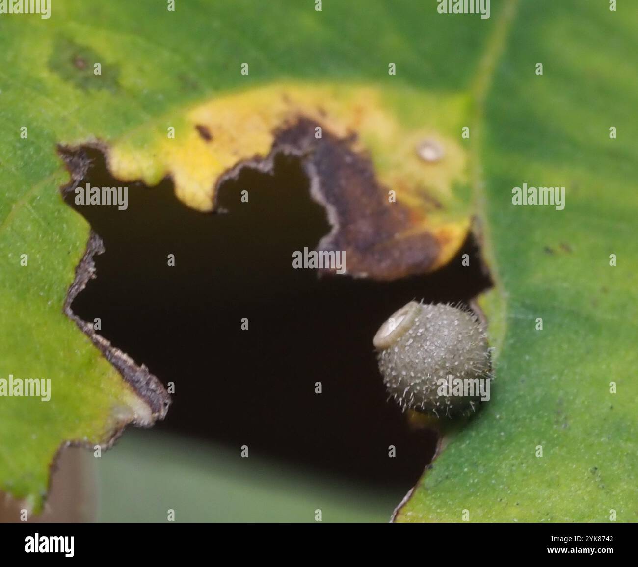 Hickory Sticky Ginger Jar Gall Midge (Caryomyia viscidolium Stock Photo ...